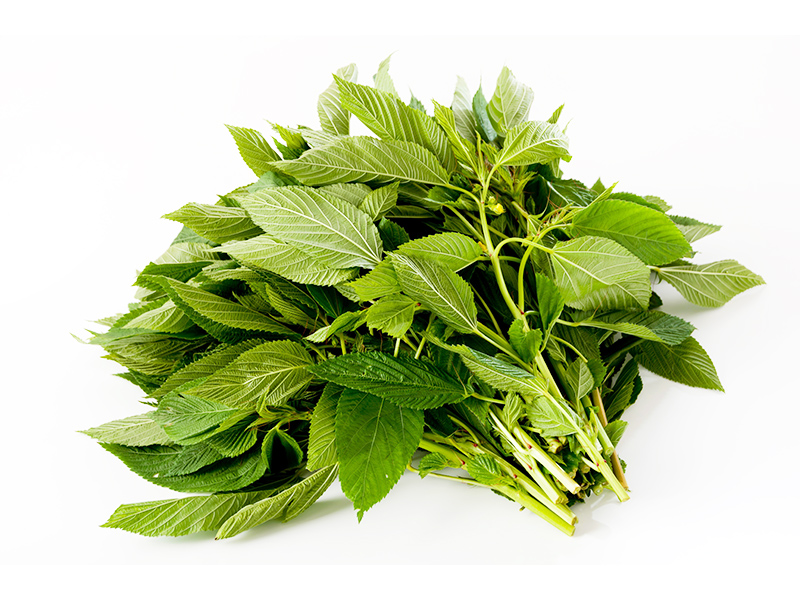 Mloukhieh - Jews Mallow | 500g - Minbaladeh.world