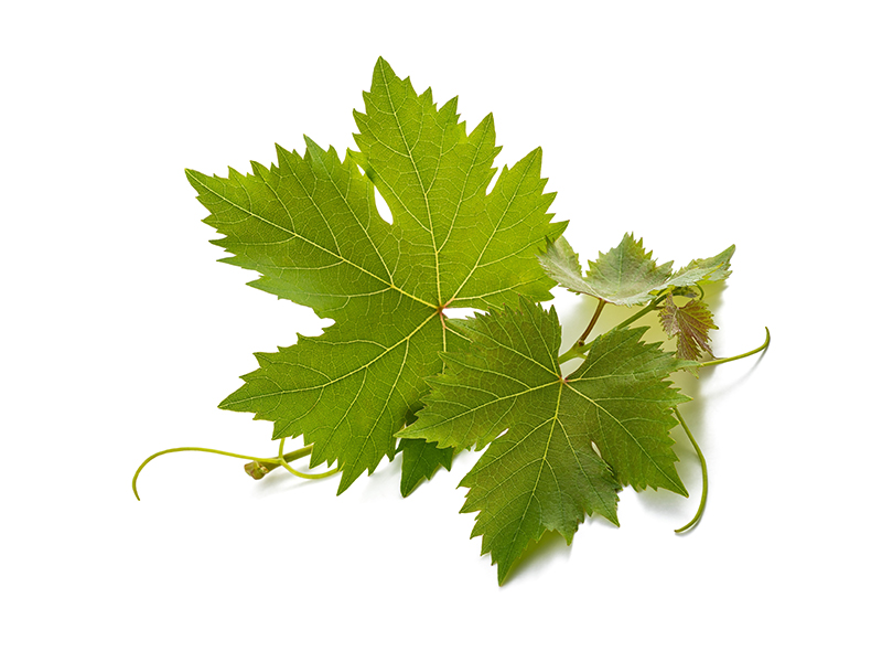 Grape Leaves Fresh | 250g - Minbaladeh.world